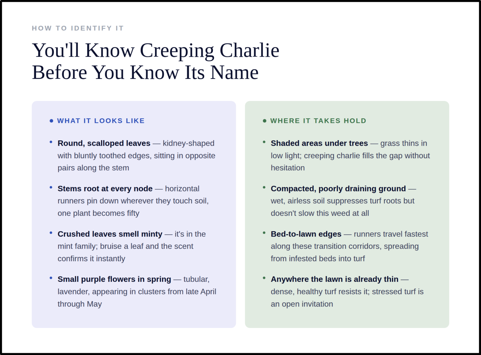 How to Get Rid of Creeping Charlie in Your Lawn